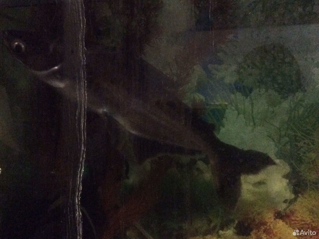 Сом акулий балу