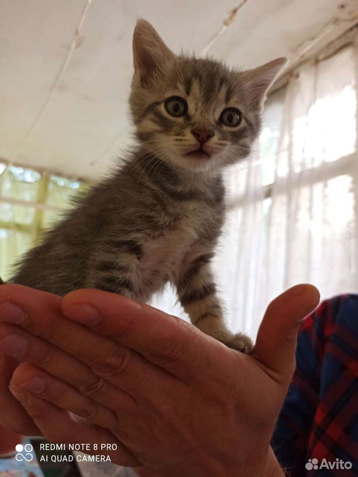 Кошка