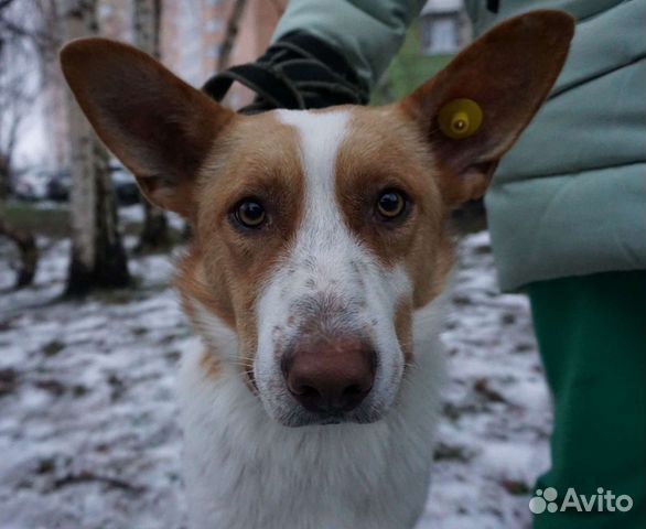 Лёха добрейший молодой пёс