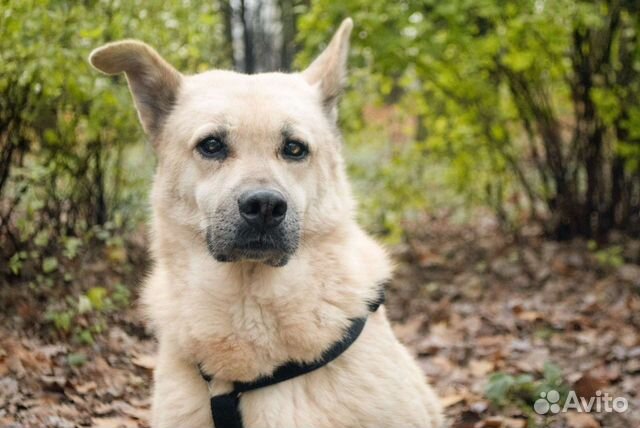 Лила ищет дом