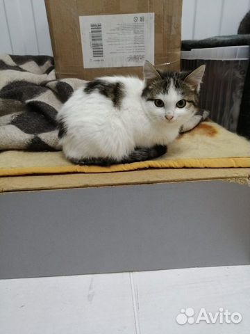 Кошка