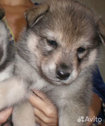 Щенок лайки
