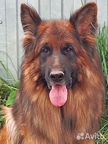 Резерв щенков немецкой длинношерстной овчарки