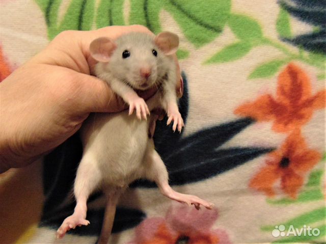 Крысы, крысята - девочки питомник,клетки, гамак