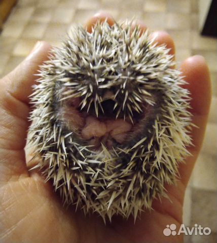 Ёжик африканский карликовый