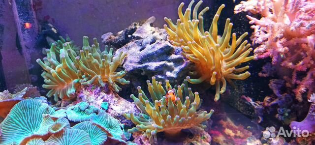 Актиния пузырьковая. Морской аквариум