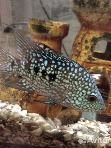 Рыбки цихлиды