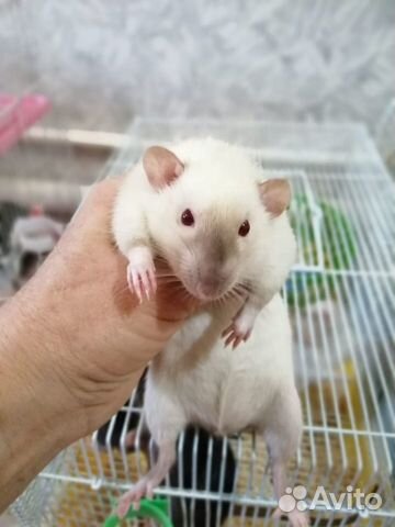 Крыска- мальчик