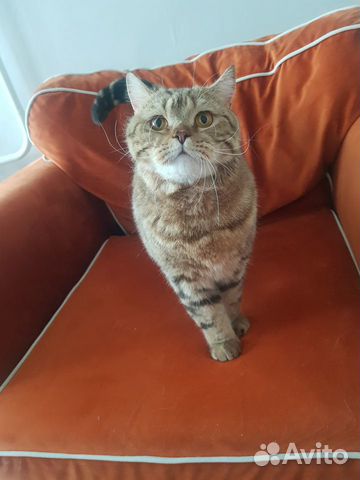 Британец 2 года в хорошие руки