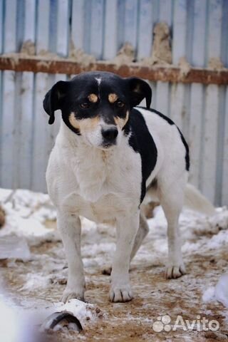 Соломон ищет дом