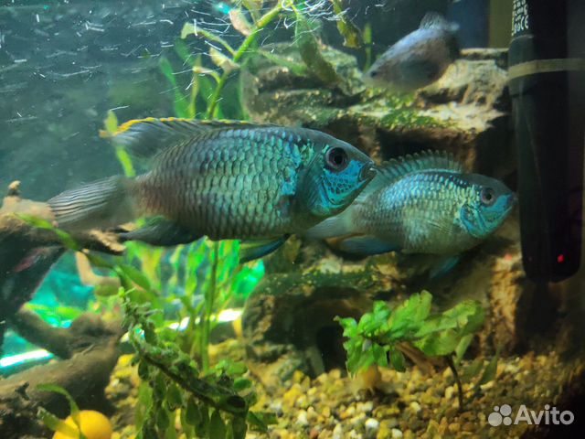 Наннакара блю неон. 2 рыбки