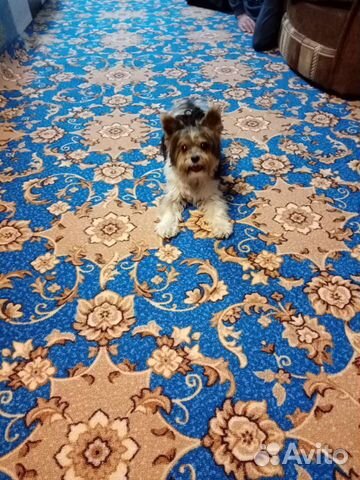 Вязка бивер