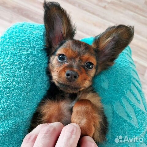 Продажа щенка длинношерстный русский той