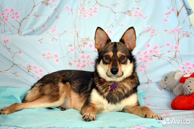 Небольшая собака Бэтти в квартиру, дом,11 месяцев