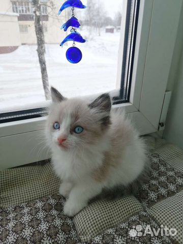 Принцески девчушки рэгдоллчики