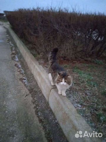 Кот-Степка