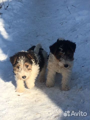 Щенки жесткошерстого фокстерьера