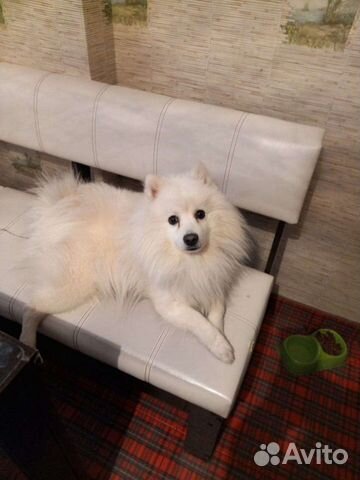 Японский шпиц ищет невесту