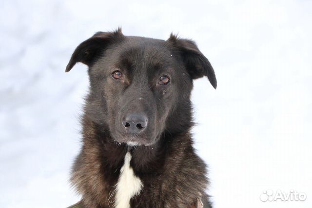 Собака жасмин