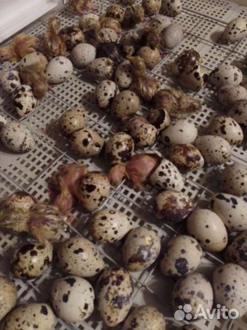 Яйцо инкубационное перепелиное