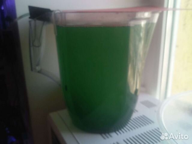 Фитопланктон