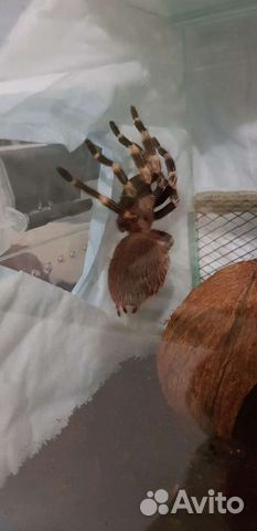 Паук птицеед