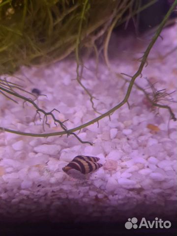 Улитка Хелена