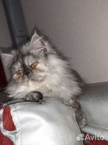 Персидская шиншилла