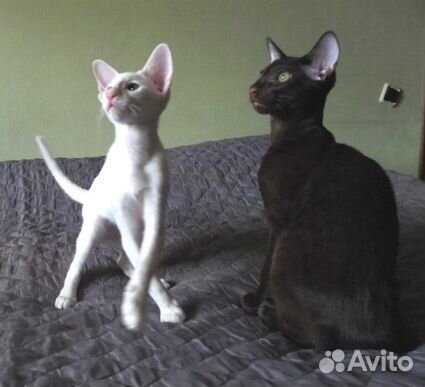 Ориентальные котята