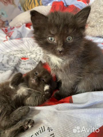 Котята в добрые руки бесплатно