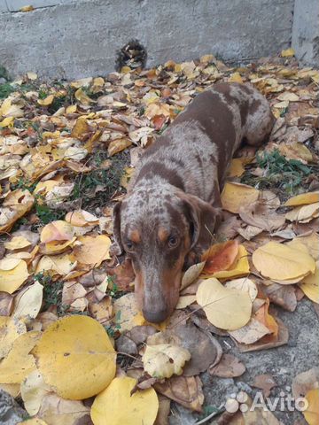 Мраморная такса вязка