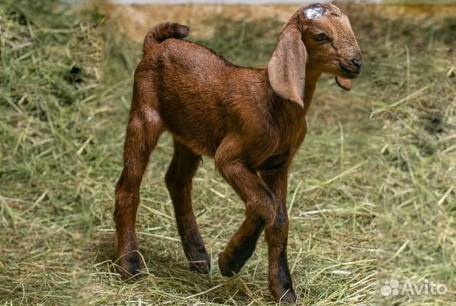 Продаю Англо-Нубийских коз