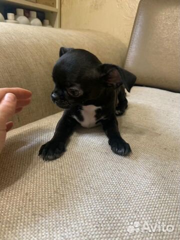 Очаровательный мини щенок чихуахуа