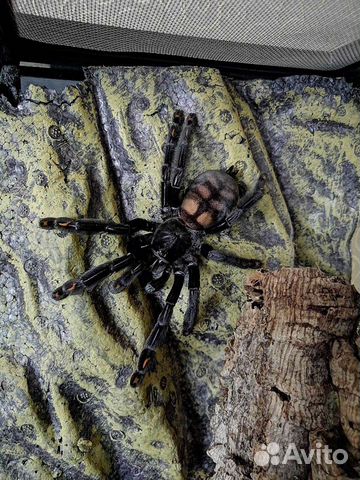 Паук-птицеед ps. irminia