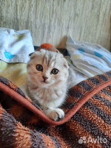 Шотландские котята