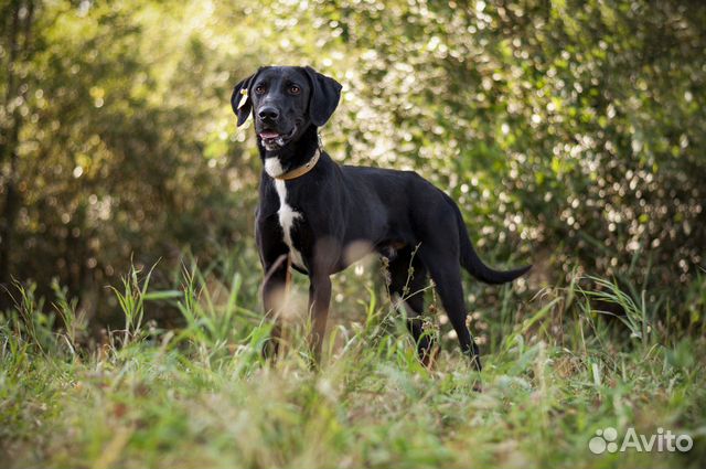 Аристократичный Генри - в добрые руки