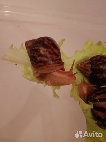 Улитки ахатины иммакулята