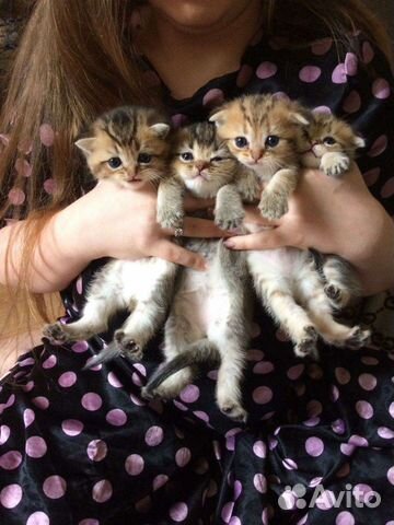 Золотые шиншилы