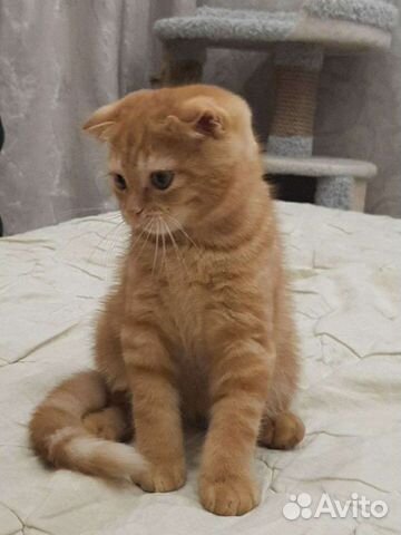 Шотландский вислоухий котёнок