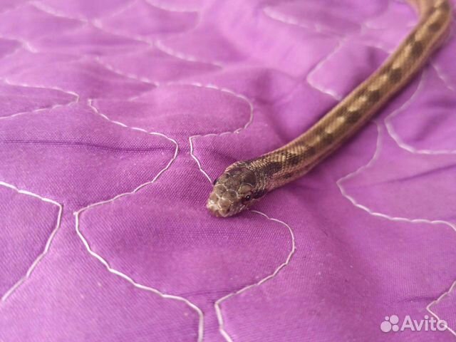 Узорчатый полоз змея