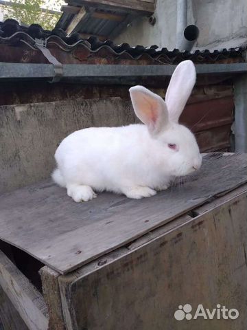 Кролики на племя Ризены и Фландр
