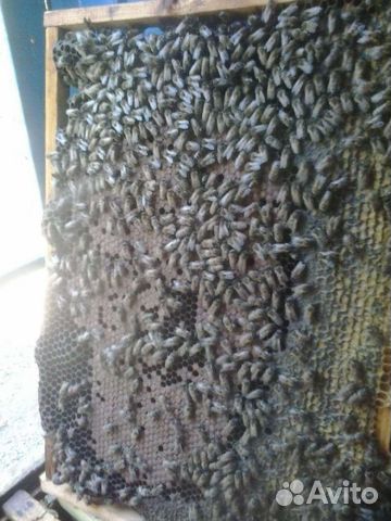 Пчелы пчелопакеты