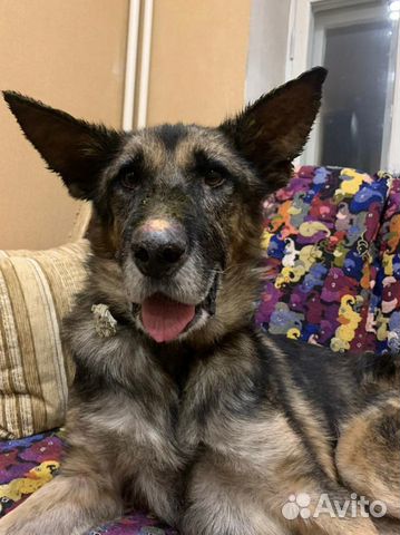 Пенсионер Гриша ищет дом