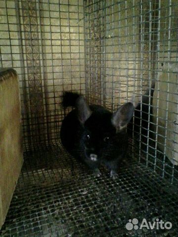 Цветные шиншиллы