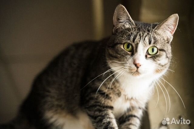 Кошка Мурзилка ищет своих хозяев