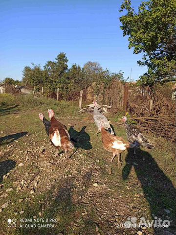 Индюк красный