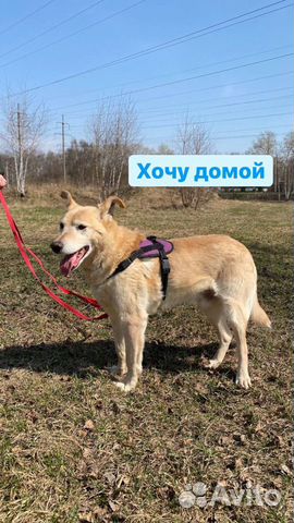 Ганс ищет дом