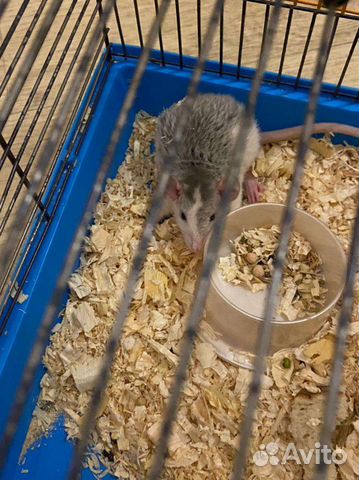 Мышь бесплатно