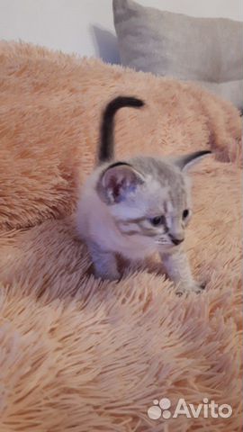 Котята тайские