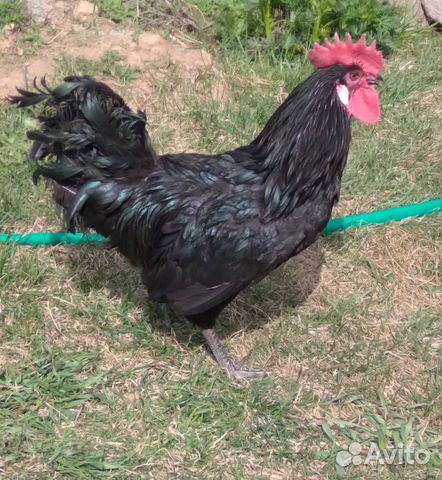 Петух Минорка